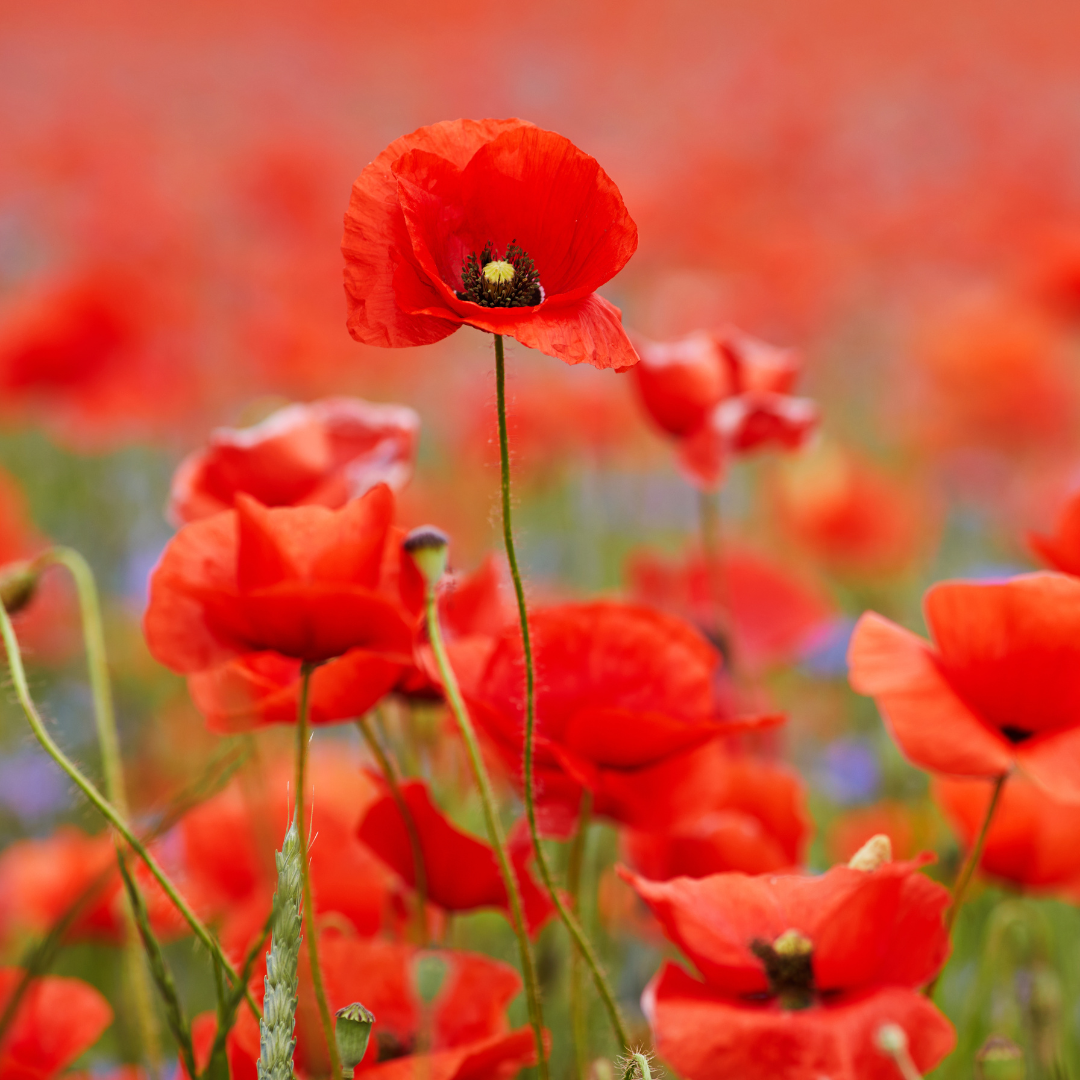 Editorial | Erina Fair