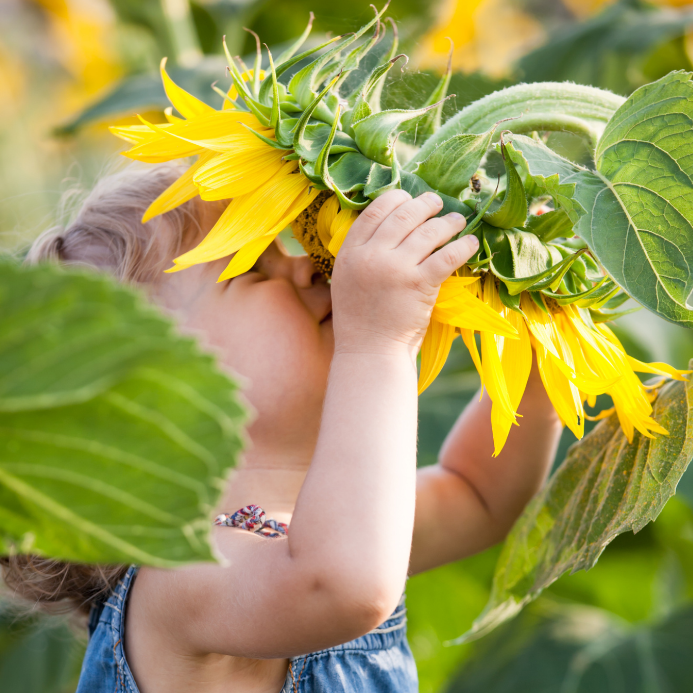 Centre map | Erina Fair